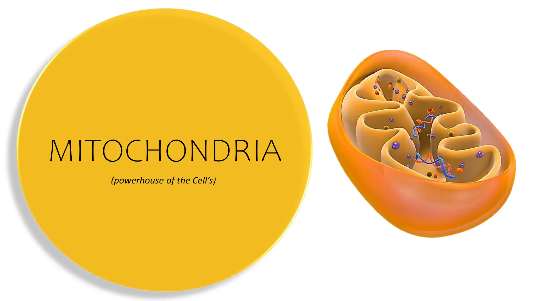 MITOCHONDRIA.pptx