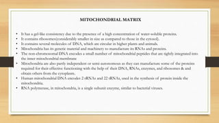 mitochondria.pptx
