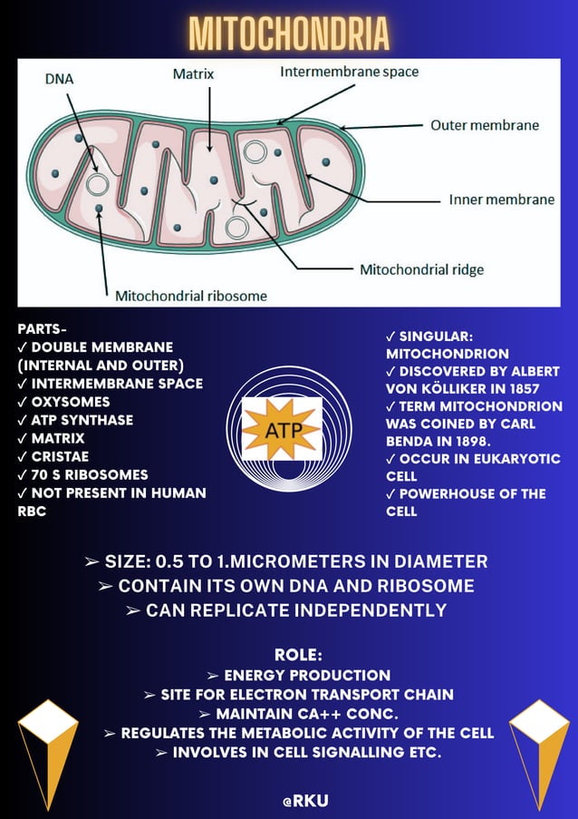 Mitochondria.pdf. Infographic with roles | PDF