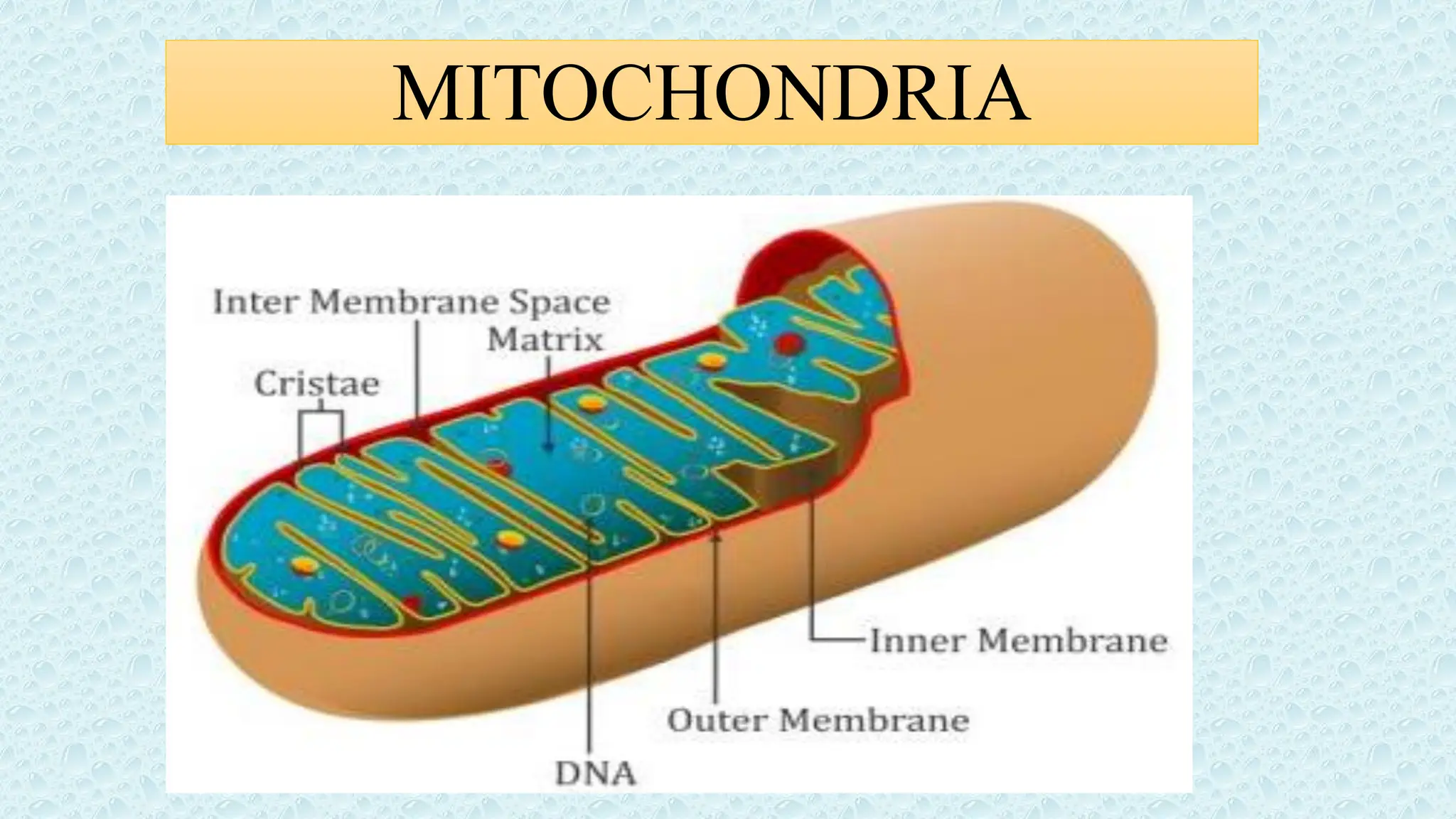 "MITOCHONDRIA" aka power house of the cell | PDF
