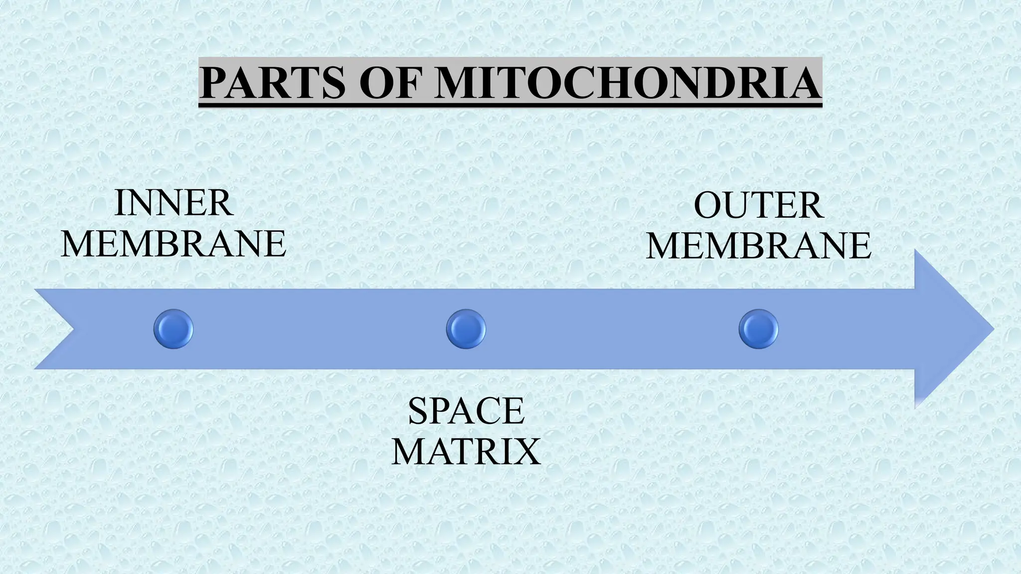 "MITOCHONDRIA" aka power house of the cell | PDF