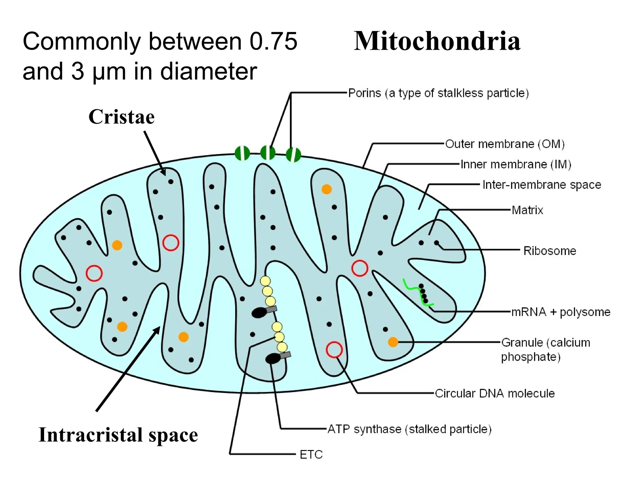 Mitochondria the power house of cell .ppt