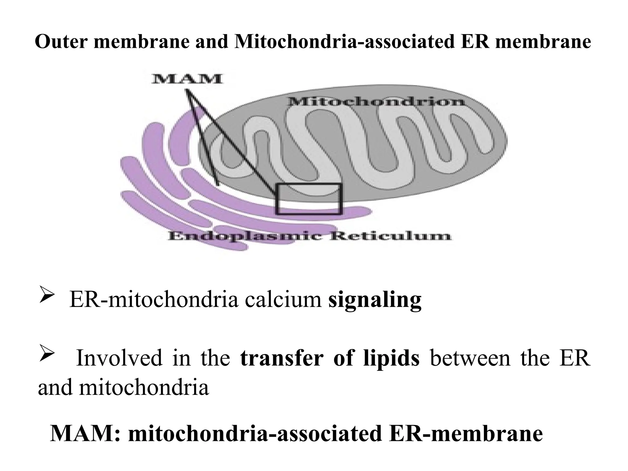 Mitochondria the power house of cell .ppt