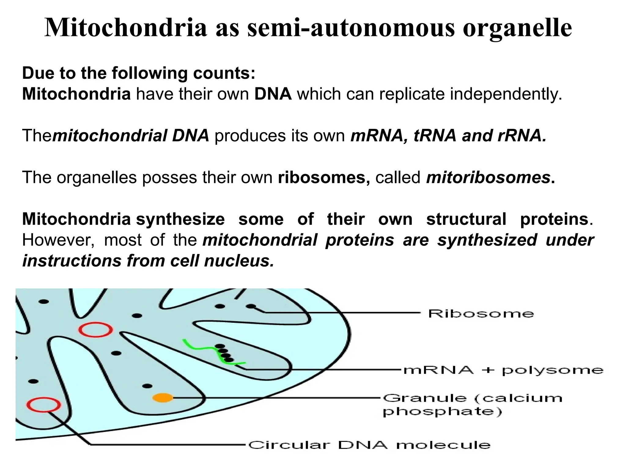 Mitochondria the power house of cell .ppt