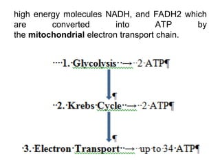 Mitochondria the power house of cell .ppt