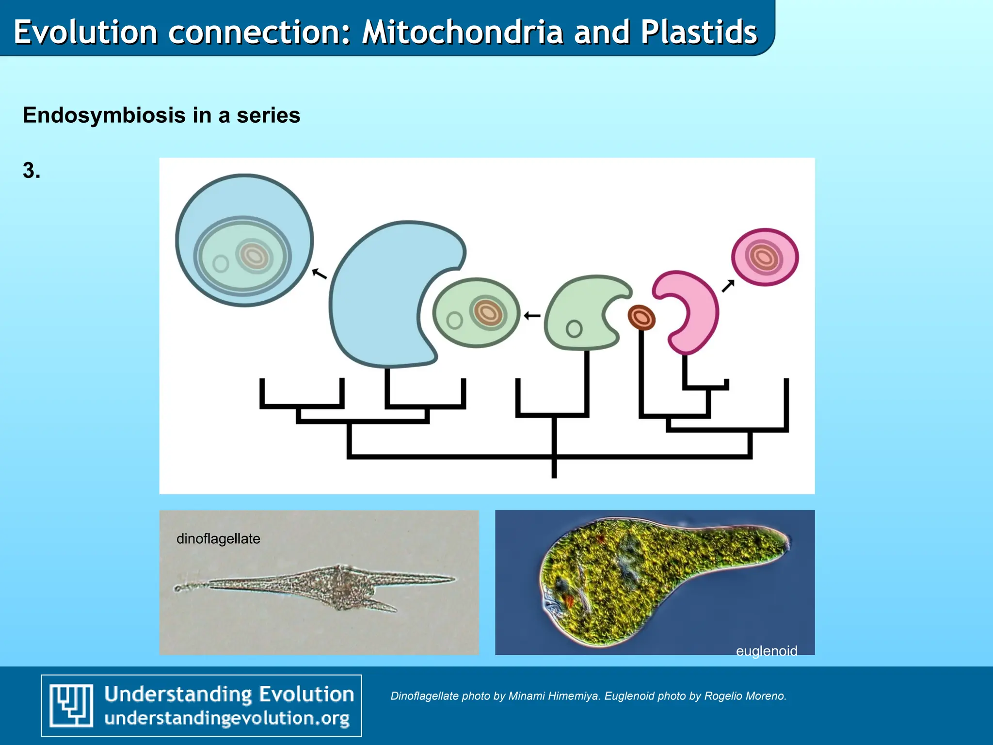 Mitochondria.ppt and choloroplast origin | PPT