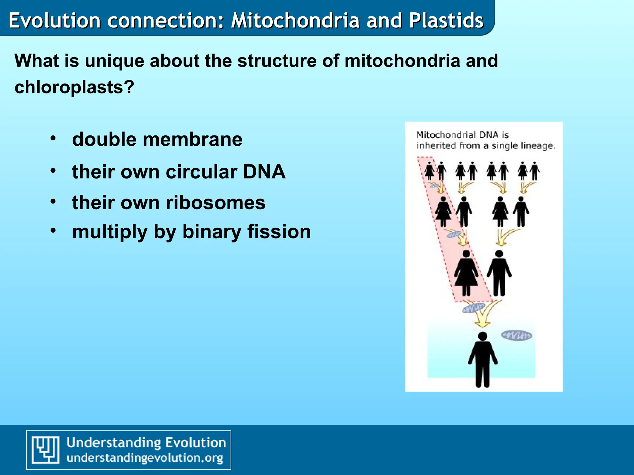 Mitochondria.ppt and choloroplast origin | PPT
