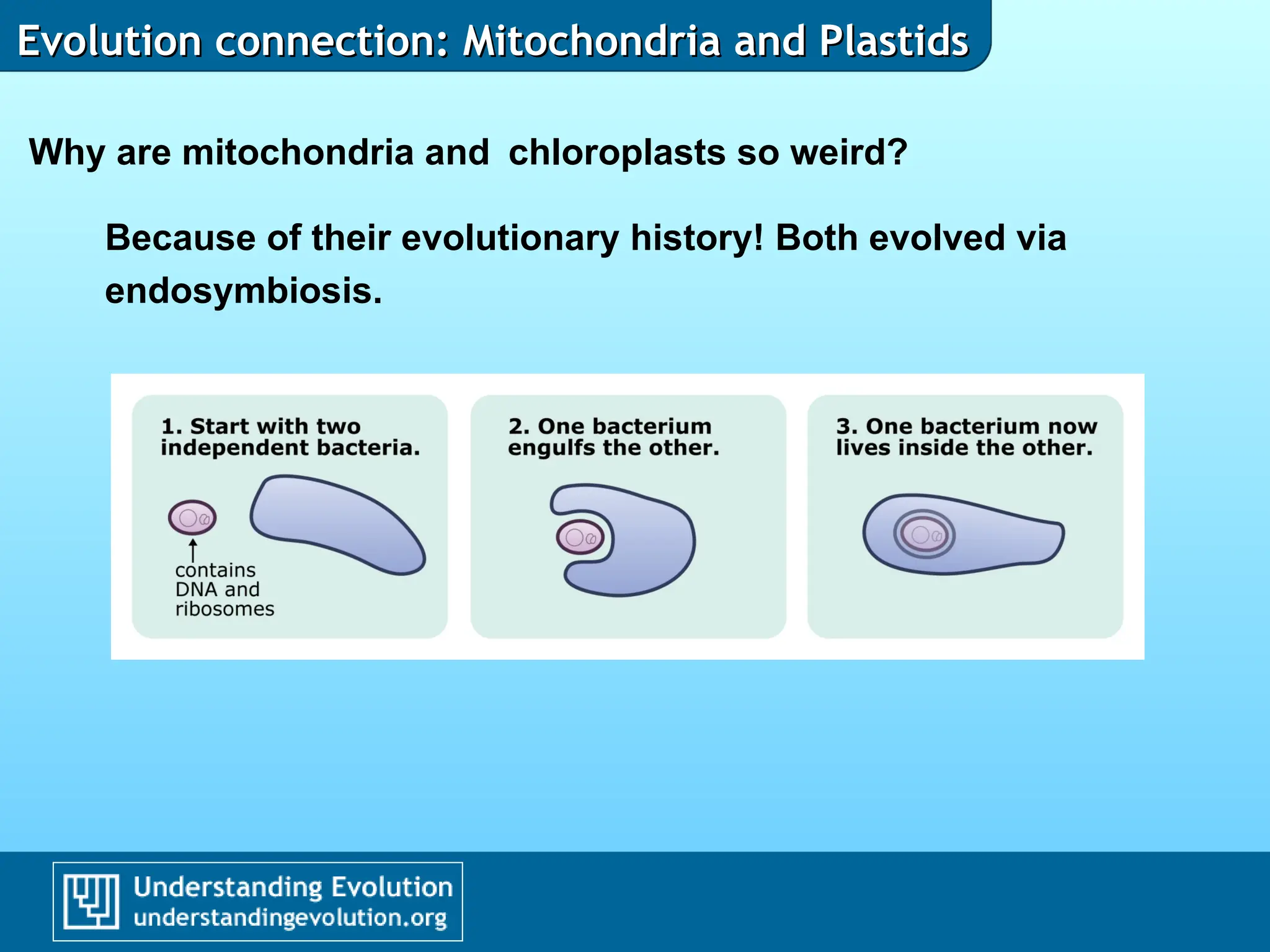 Mitochondria.ppt and choloroplast origin | PPT