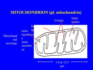 mitochondria Bsc Botany Cell Biology and Organelles | PPT