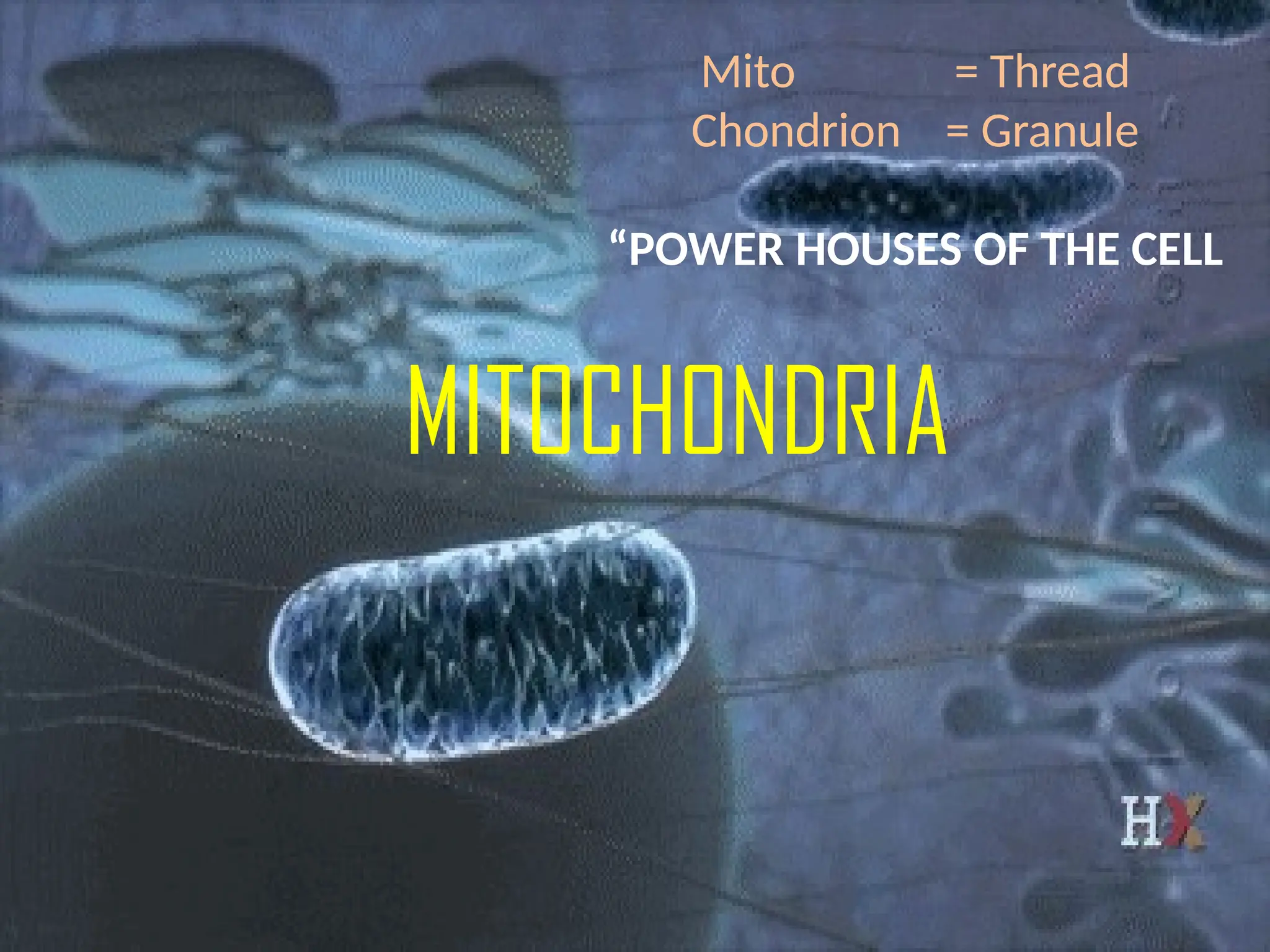 MITOCHONDRIA STRUCTURE AND FUNCTIONS | PPT