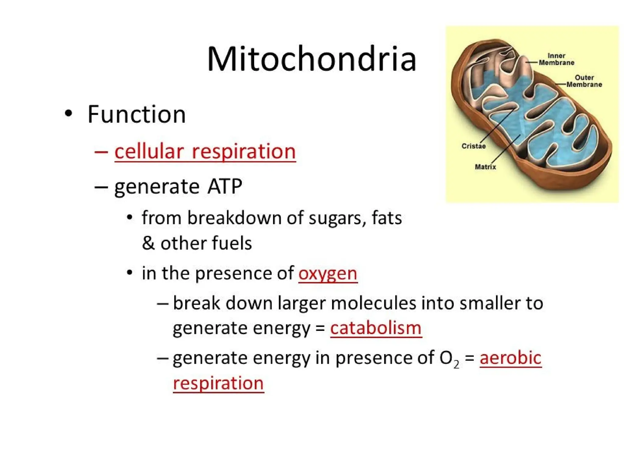 MITOCHONDRIA STRUCTURE AND FUNCTIONS | PPT