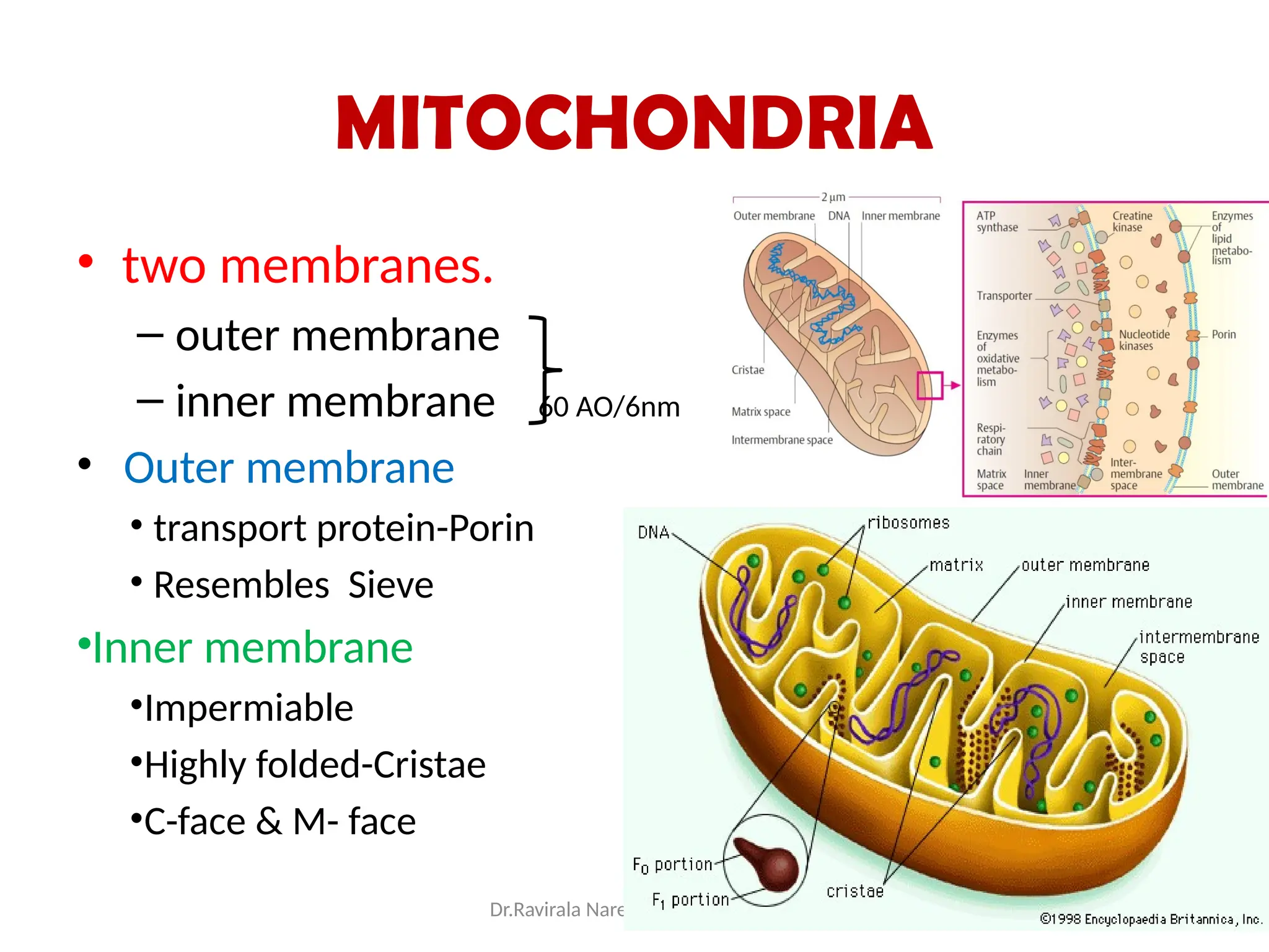 MITOCHONDRIA STRUCTURE AND FUNCTIONS | PPTX