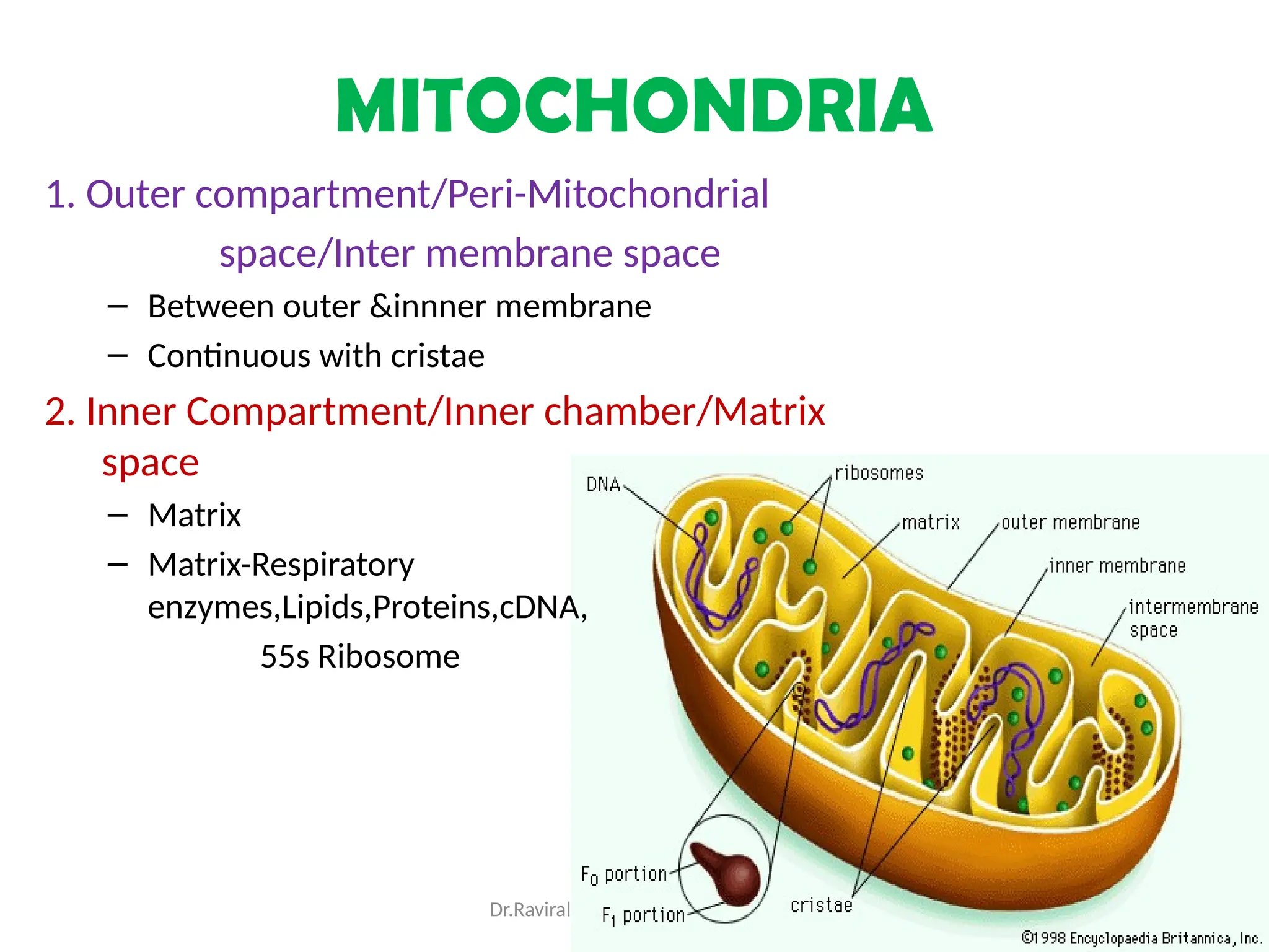 MITOCHONDRIA STRUCTURE AND FUNCTIONS | PPT