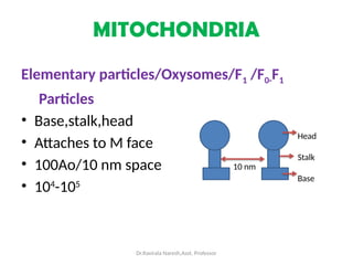 MITOCHONDRIA STRUCTURE AND FUNCTIONS | PPT