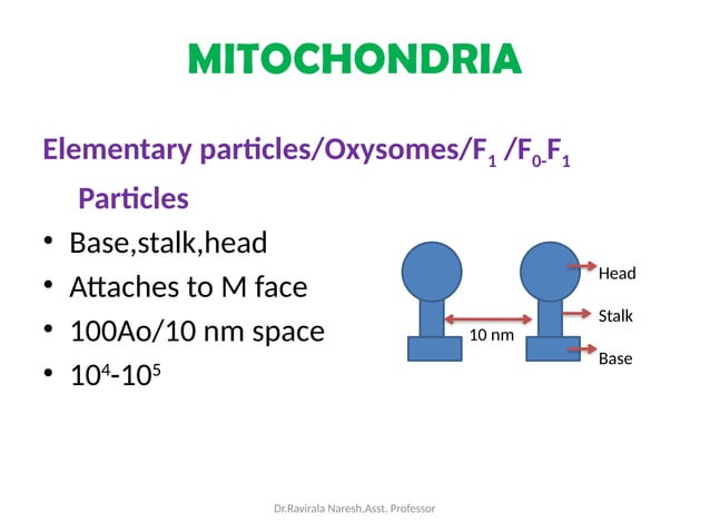 MITOCHONDRIA STRUCTURE AND FUNCTIONS | PPT