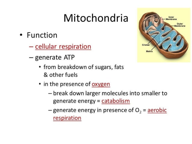 MITOCHONDRIA STRUCTURE AND FUNCTIONS | PPT
