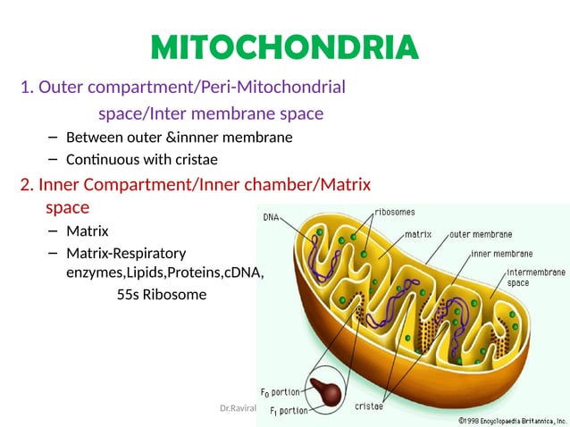 MITOCHONDRIA STRUCTURE AND FUNCTIONS | PPTX