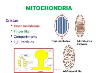MITOCHONDRIA STRUCTURE AND FUNCTIONS | PPT