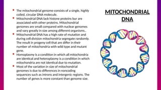 MITOCHONDRIA: STRUCTURE, FUNCTIONS AND DISEASES | PPTX