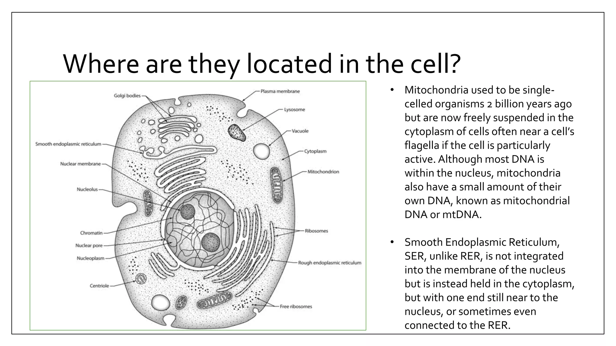 Mitochondria and Smooth Endoplasmic Reticulum- Basics of their Function ...