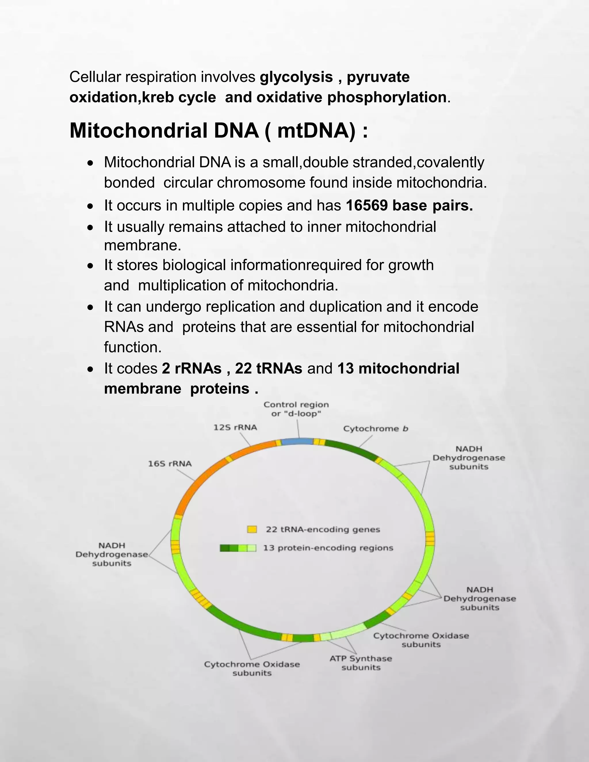 Mitochondria converted-converted-converted | PPTX | Biological Sciences | Science