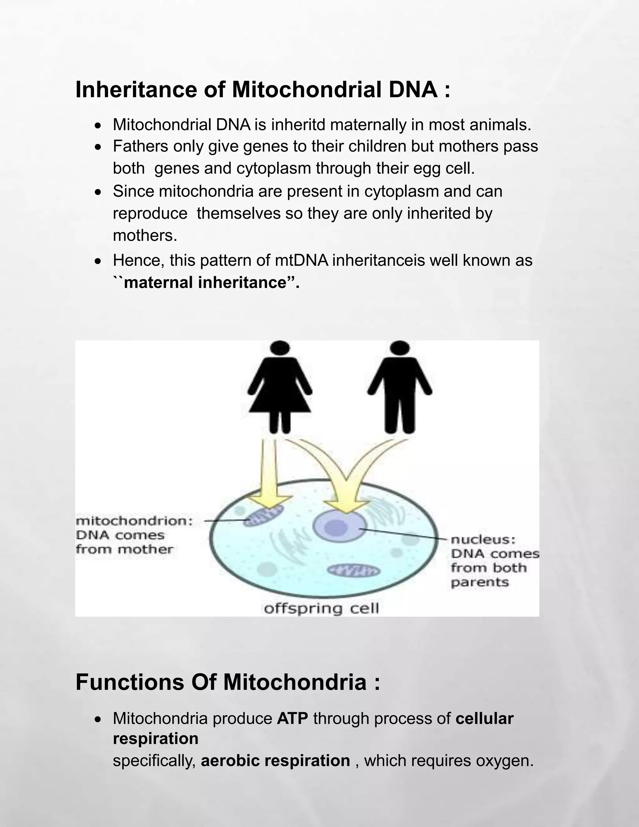 Mitochondria converted-converted-converted | PPTX