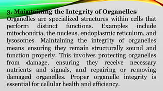 Cell and molecukar -MITOCHONDRIA-REPORT.pptx