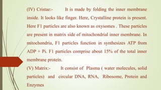 MITOCHONDRIA (1).pdf