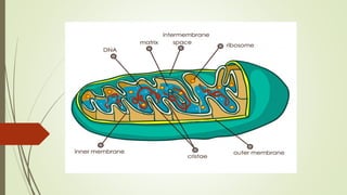 MITOCHONDRIA (1).pdf