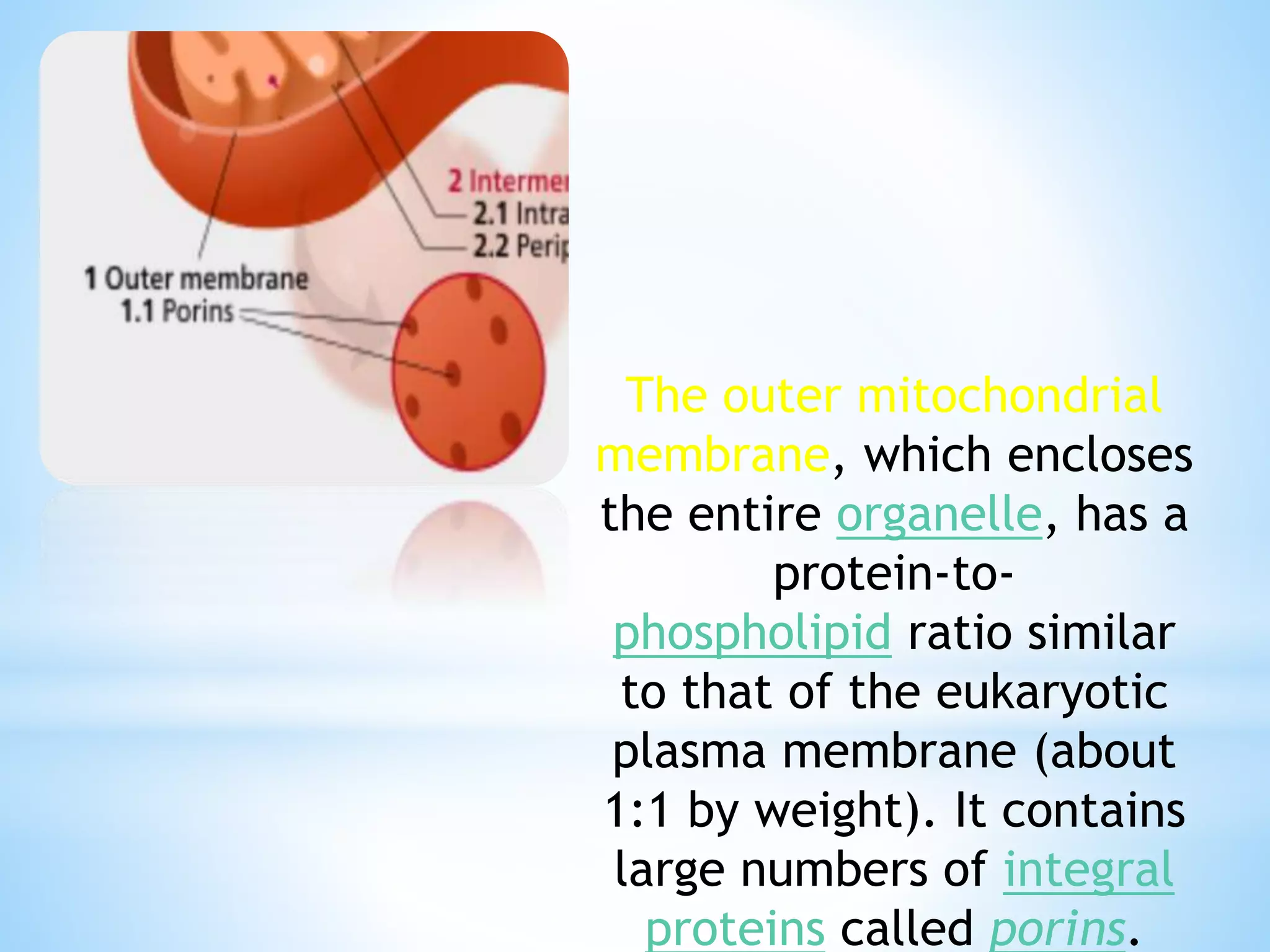 Mitochondria 2 | PPTX