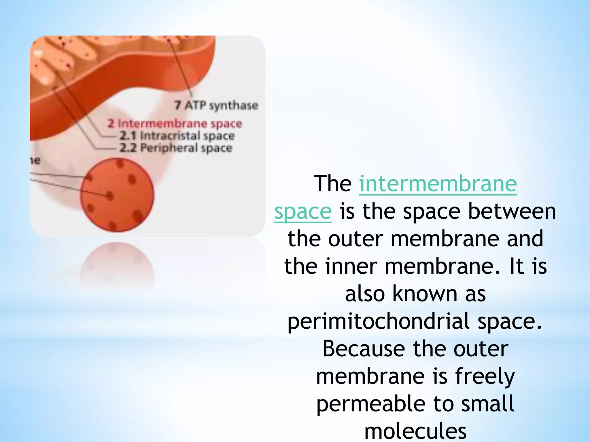 Mitochondria 2 | PPTX