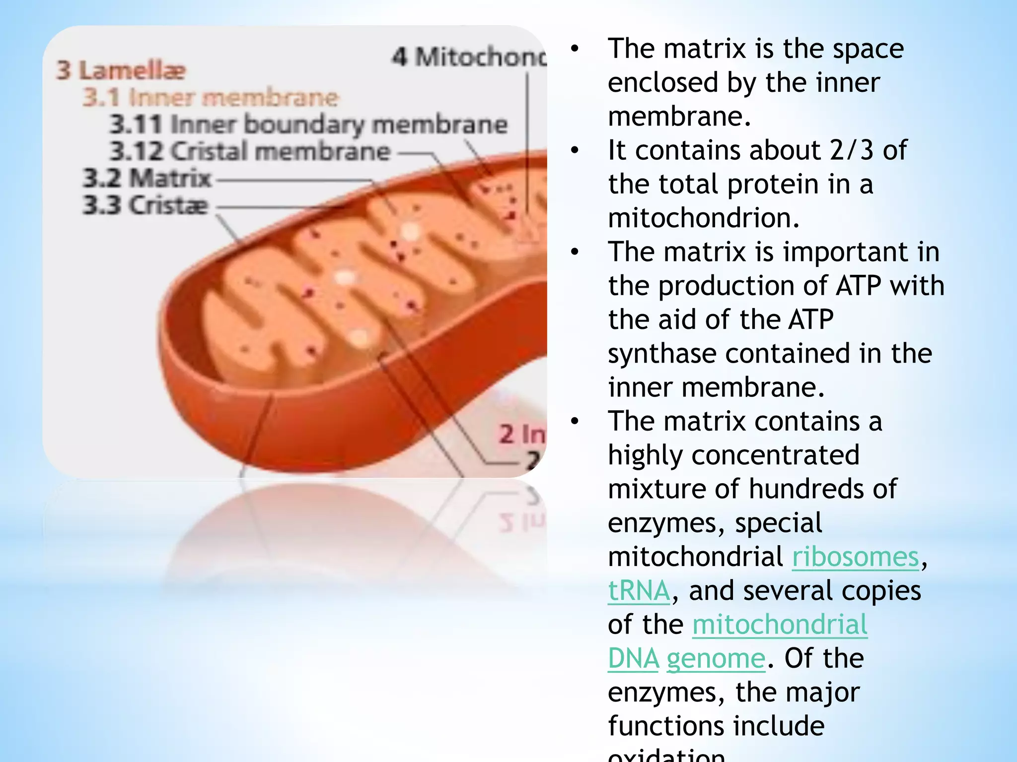 Mitochondria 2 | PPTX