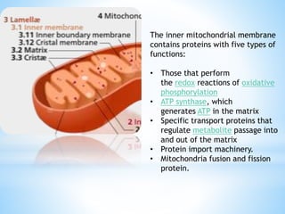 Mitochondria 2 | PPTX