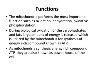 Mitochondria Functions
