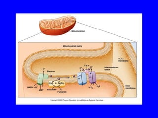 Cell biology and cell organelles and Mitochondria | PPT