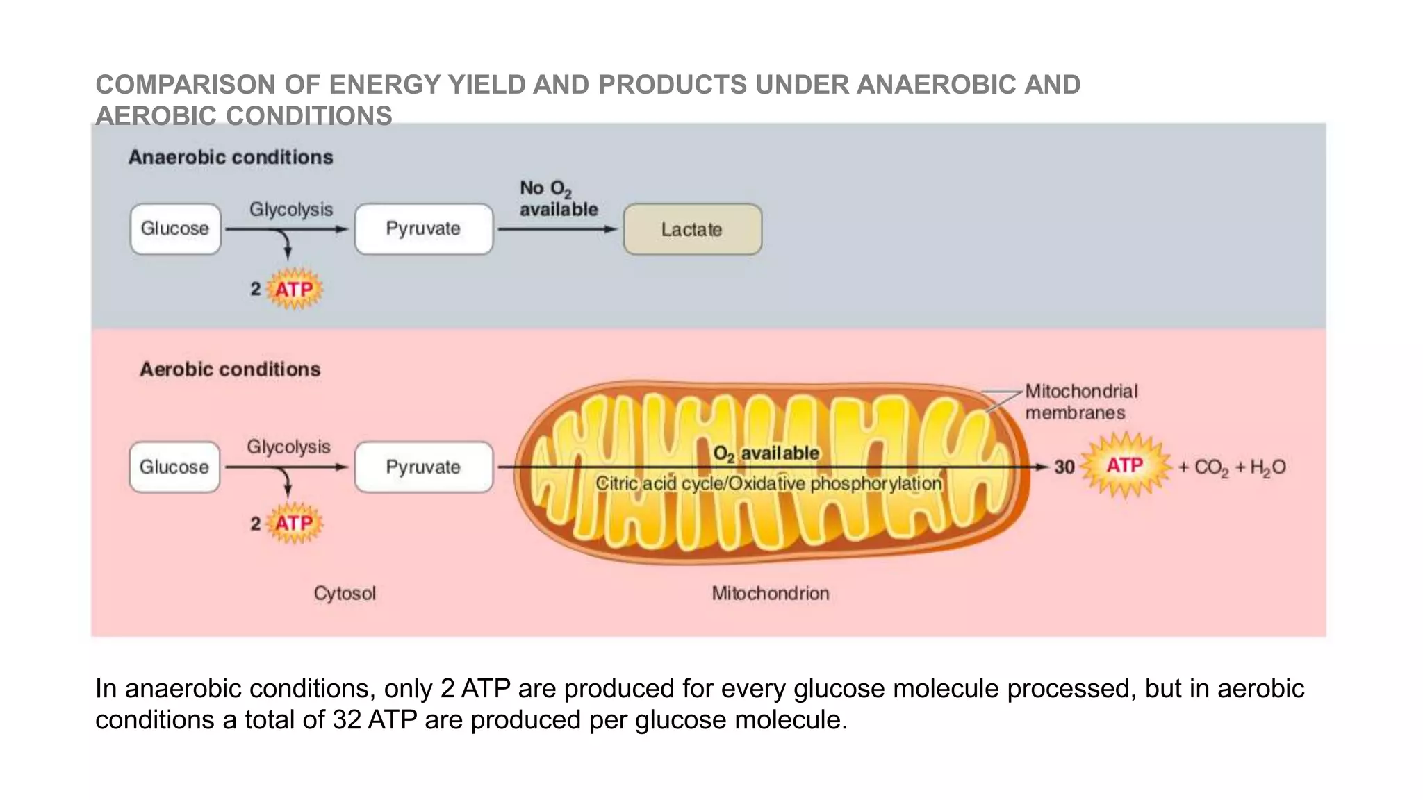 Mitochondria and ATP production | PPTX