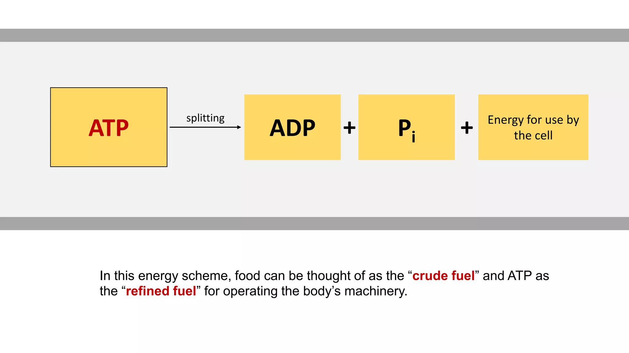 Mitochondria and ATP production | PPTX