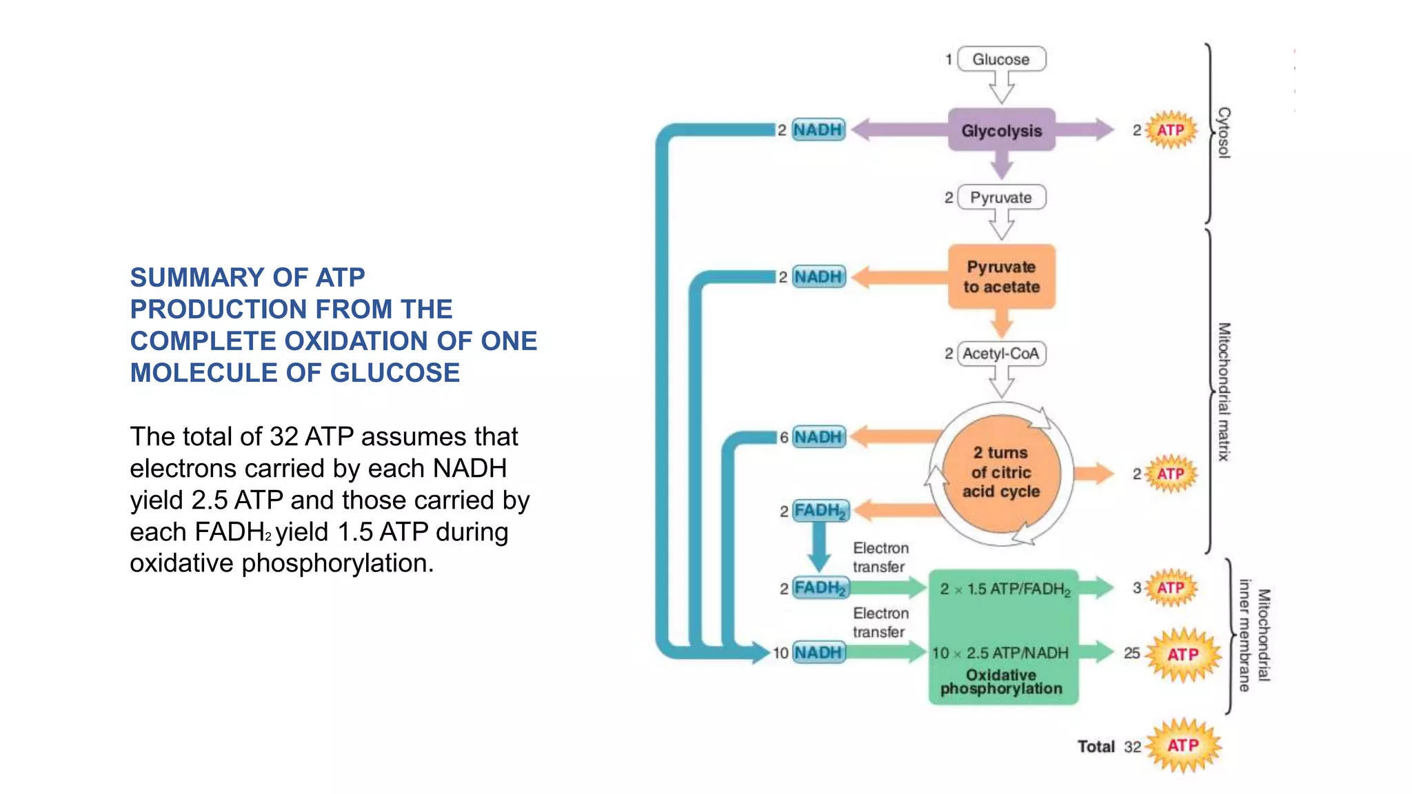 Mitochondria and ATP production | PPTX