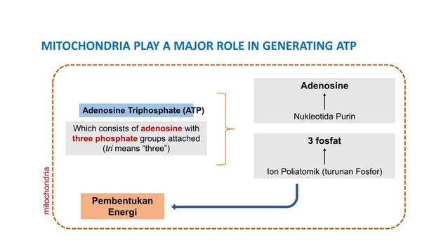 Mitochondria and ATP production | PPTX