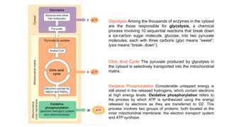 Mitochondria and ATP production | PPTX