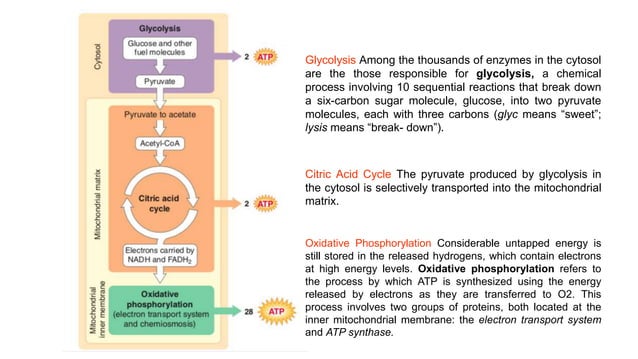 Mitochondria and ATP production | PPTX