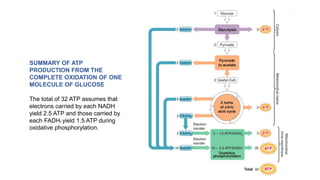 Mitochondria and ATP production | PPTX