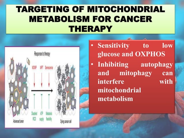 Mitochondria and cancer | PPTX | Genetics | Science