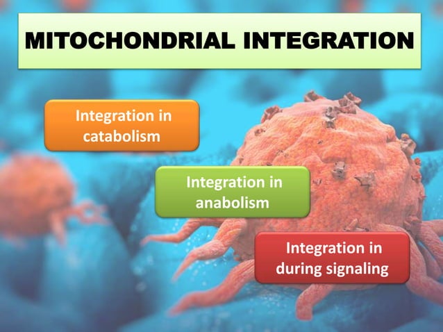 Mitochondria and cancer | PPTX | Genetics | Science