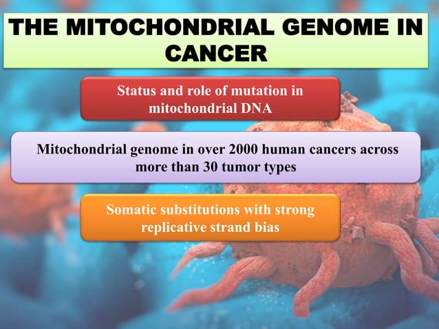 Mitochondria and cancer | PPTX | Genetics | Science