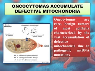 Mitochondria and cancer | PPTX