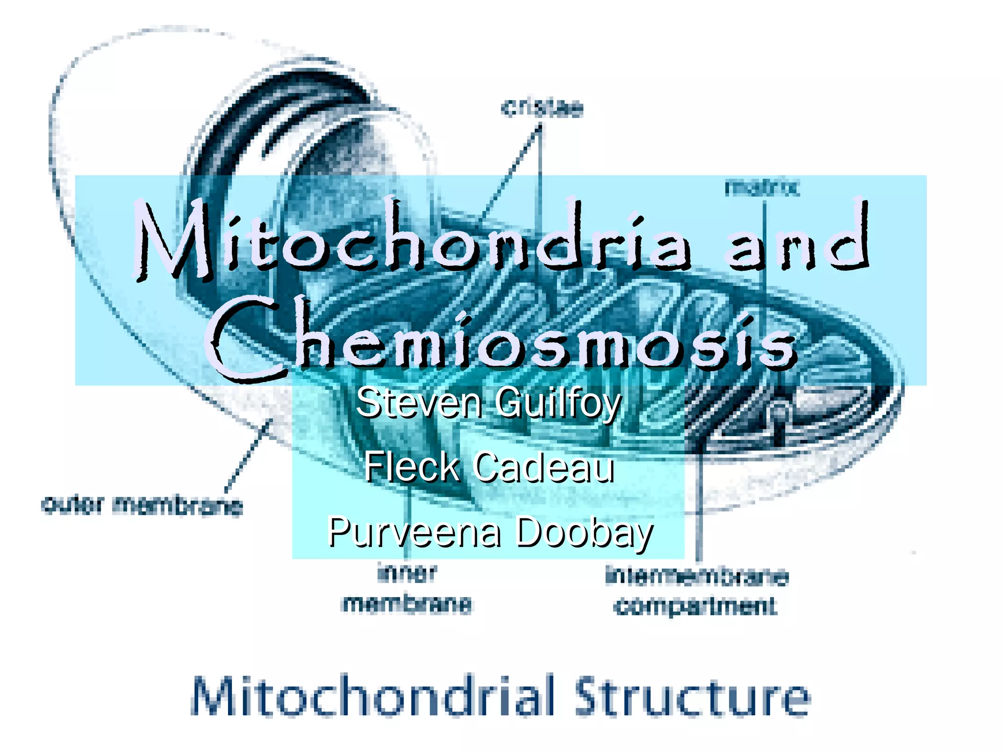 Mitochondria/chemiosmosis presentation | PPT