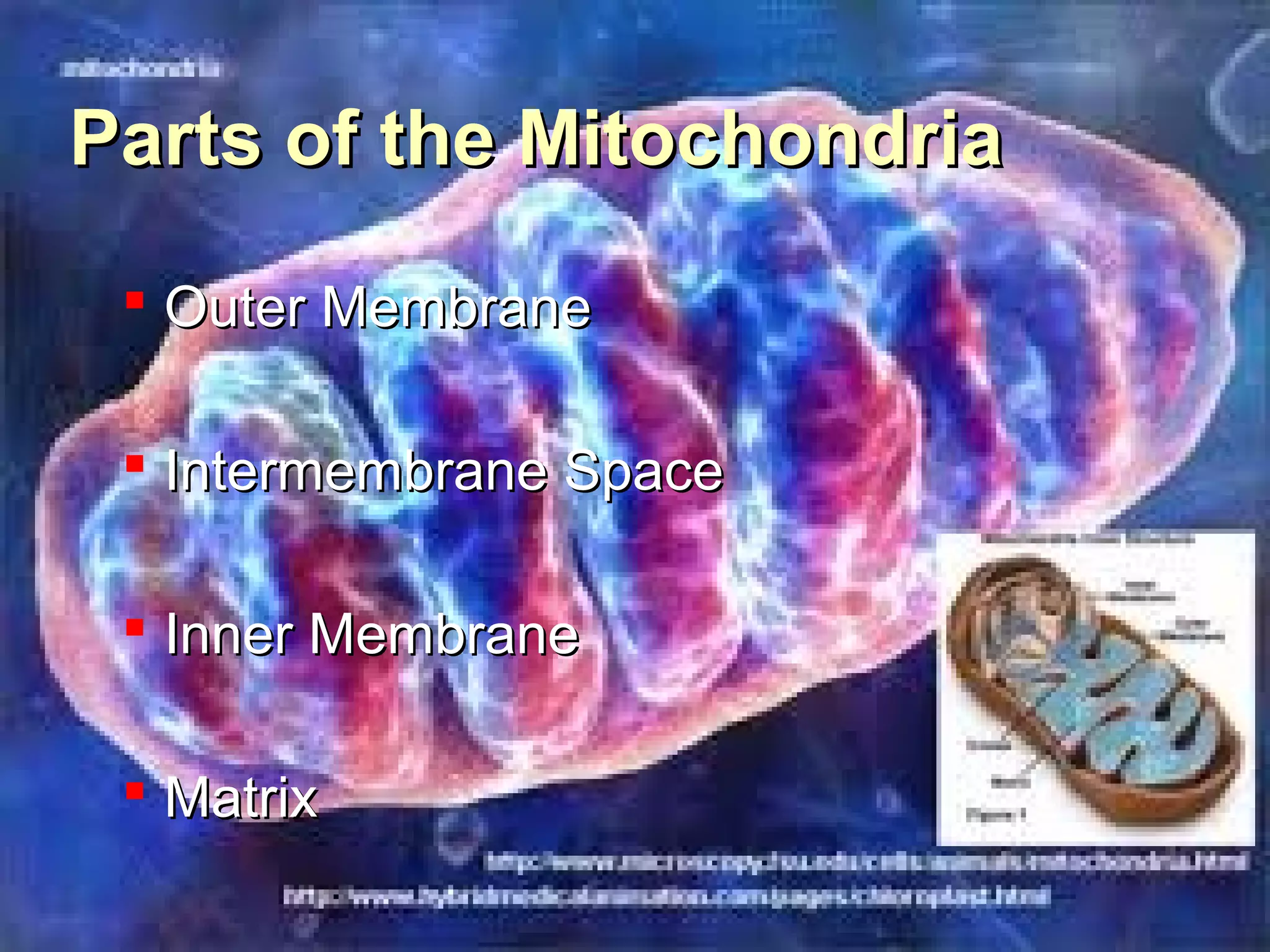 Mitochondria/chemiosmosis presentation | PPT