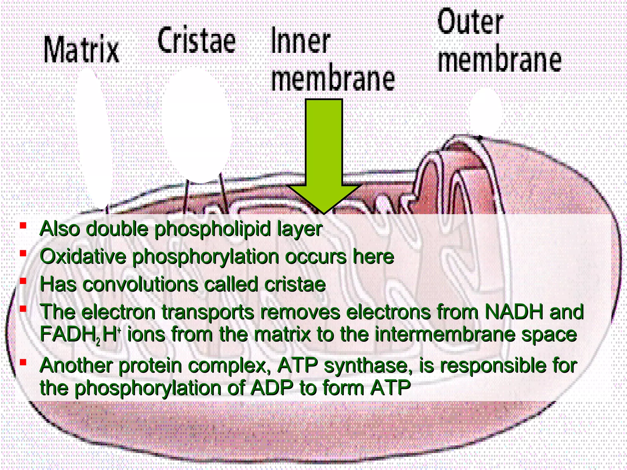 Mitochondria/chemiosmosis presentation | PPT