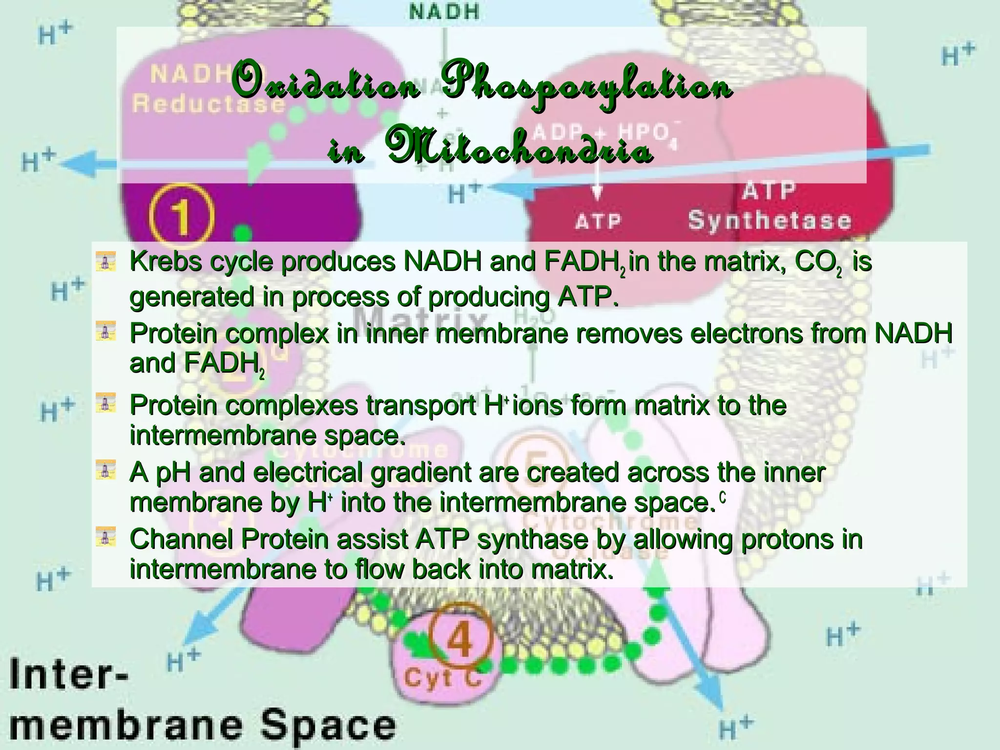 Mitochondria/chemiosmosis presentation | PPT